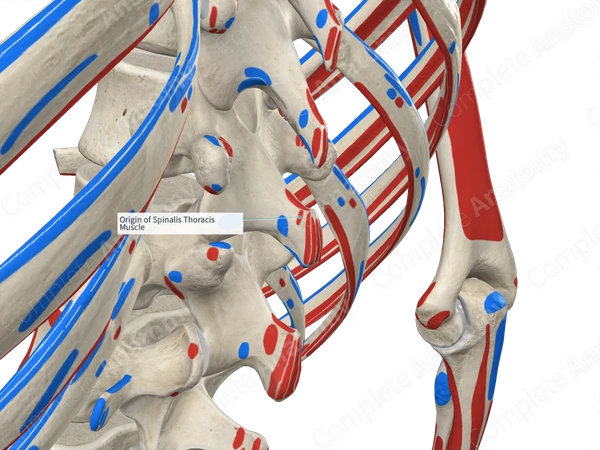 Origin of Spinalis Thoracis Muscle | Complete Anatomy
