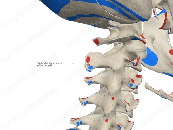 Origin of Obliquus Capitis Inferior Muscle | Complete Anatomy