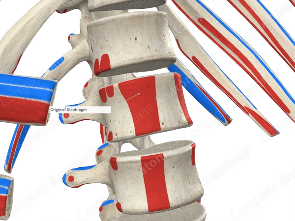 Origin of Diaphragm | Complete Anatomy