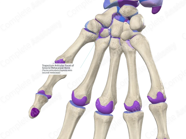 Trapezium Articular Facet of Second Metacarpal Bone | Complete Anatomy