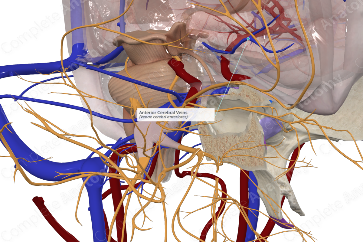 Anterior Cerebral Veins Complete Anatomy