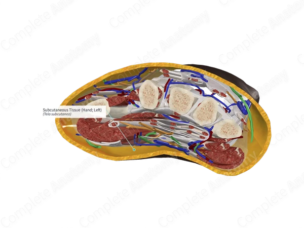 Subcutaneous Tissue (Hand; Left) | Complete Anatomy