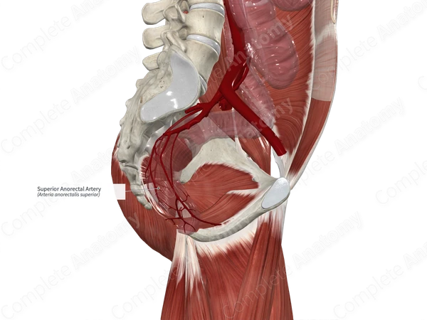 Superior Anorectal Artery | Complete Anatomy