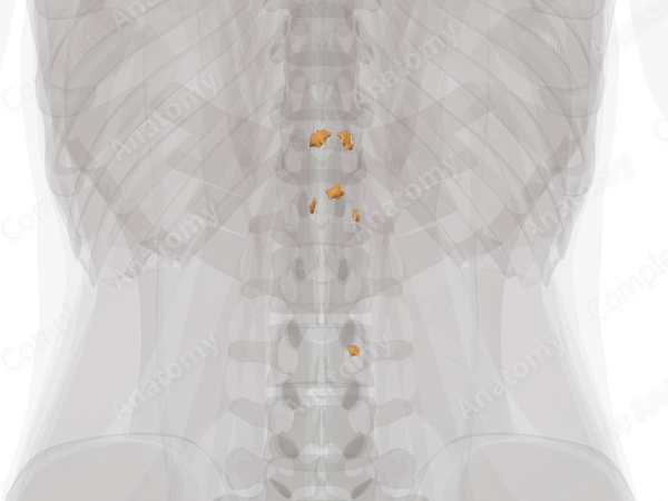 Prevertebral Ganglia | Complete Anatomy