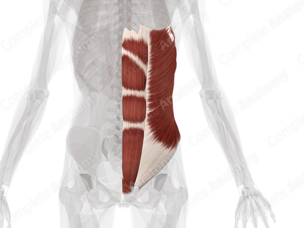 Muscles of Abdomen (Left) | Complete Anatomy