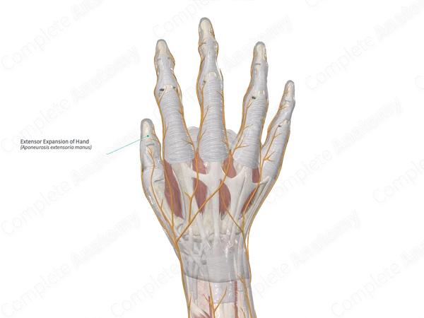 Hand Anatomy Tendons Extensor 579. The Dorsal Aponeuroses Of The
