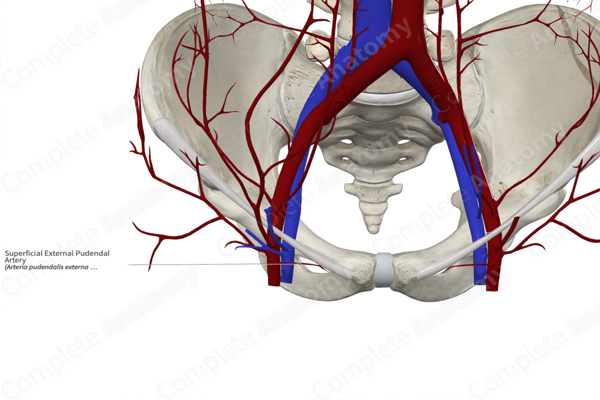Superficial External Pudendal Artery | Complete Anatomy