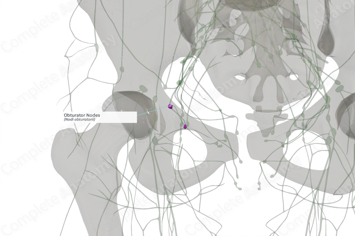 Obturator Nodes Right Complete Anatomy