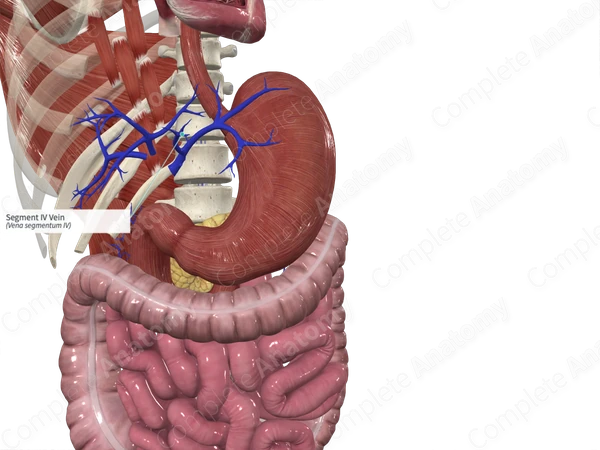 Segment IV Vein | Complete Anatomy
