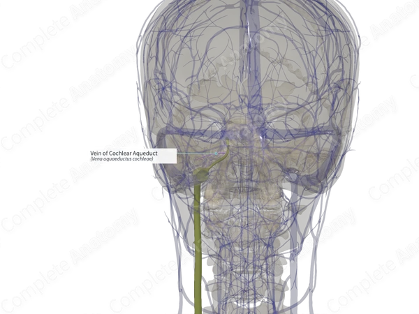 Vein of Cochlear Aqueduct (Right) | Complete Anatomy