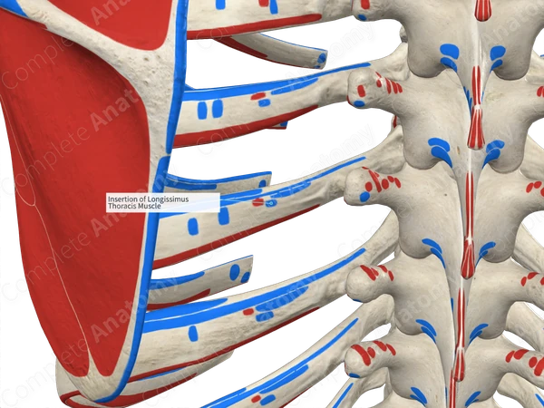 Insertion of Longissimus Thoracis Muscle | Complete Anatomy
