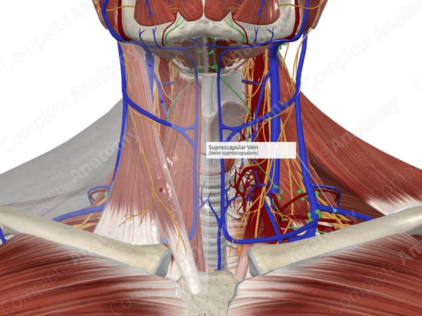 Suprascapular Vein | Complete Anatomy