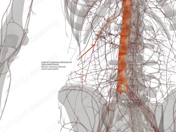 Lateral Cutaneous Branch of Subcostal Artery (Left) | Complete Anatomy