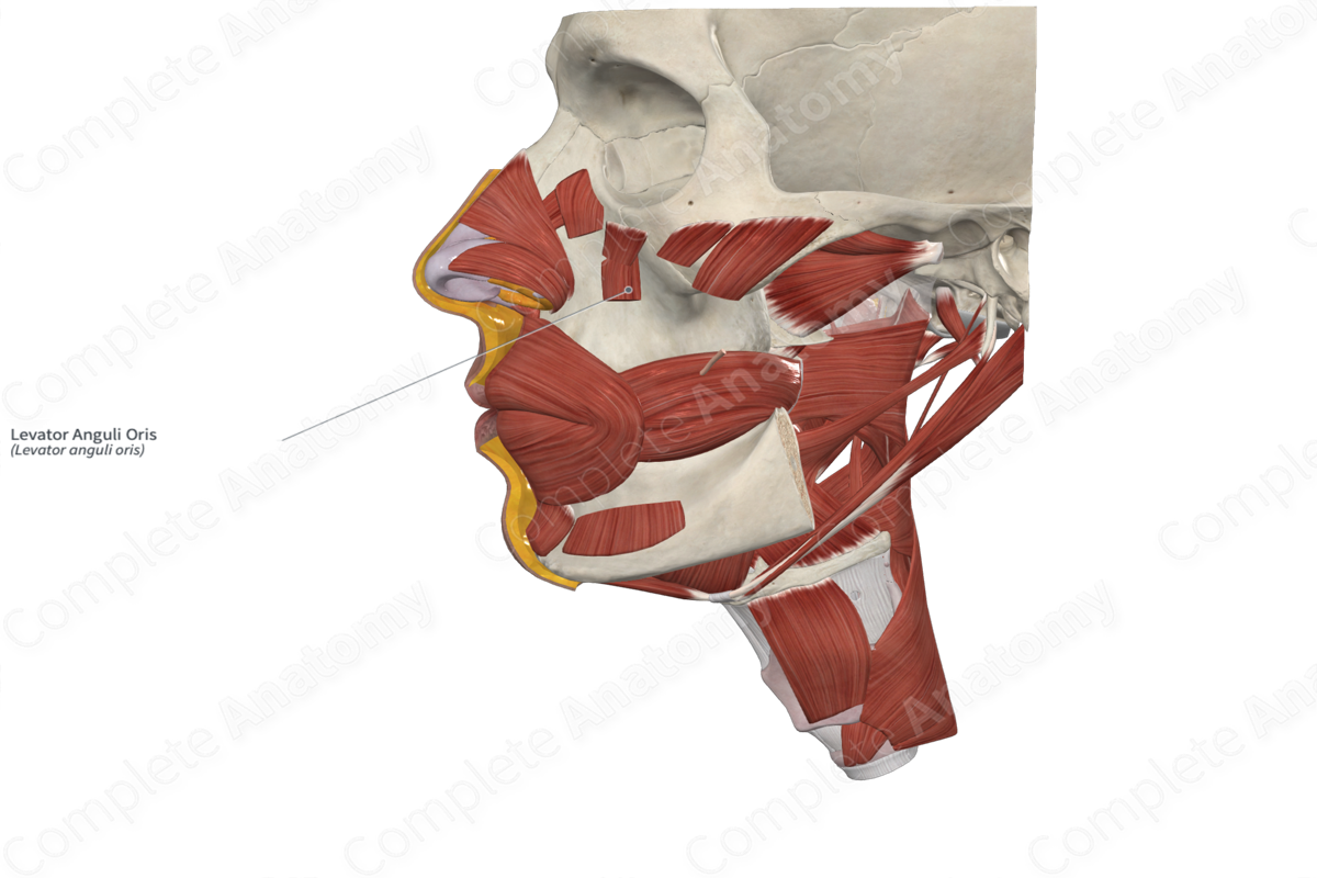 Levator Anguli Oris | Complete Anatomy