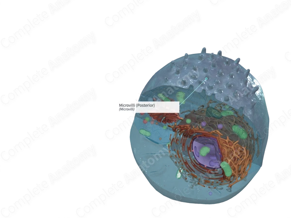 Microvilli (Posterior) | Complete Anatomy