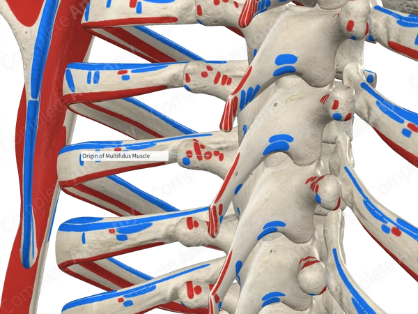 Origin of Multifidus Muscle | Complete Anatomy