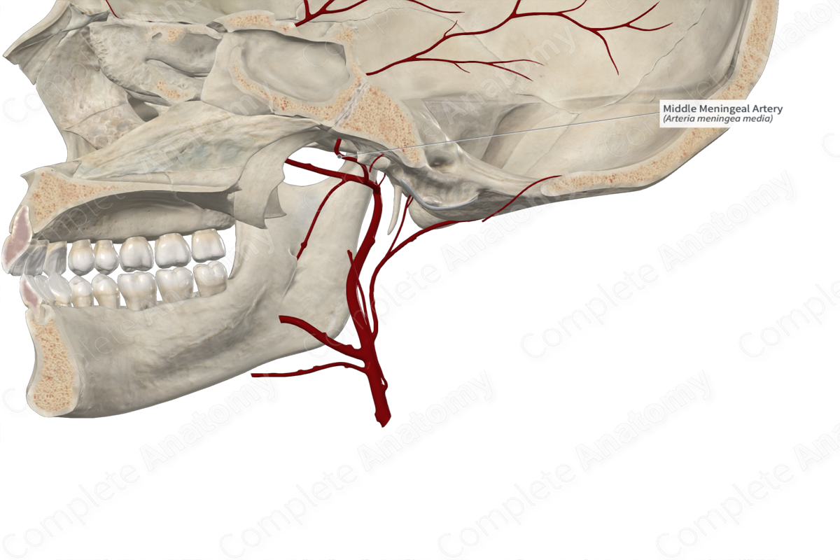 Middle Meningeal Artery Complete Anatomy