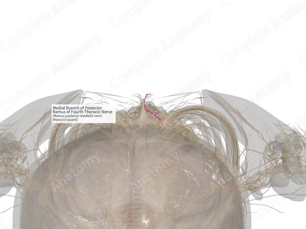 Medial Branch of Posterior Ramus of Fourth Thoracic Nerve (Right ...
