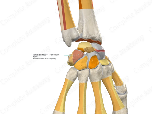 Dorsal Surface of Triquetrum Bone | Complete Anatomy