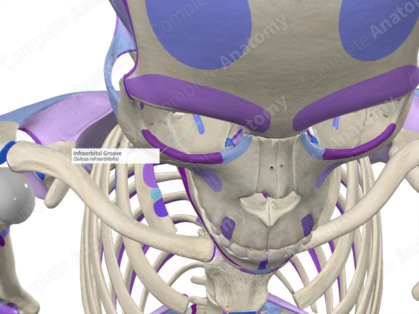 Infraorbital Groove | Complete Anatomy