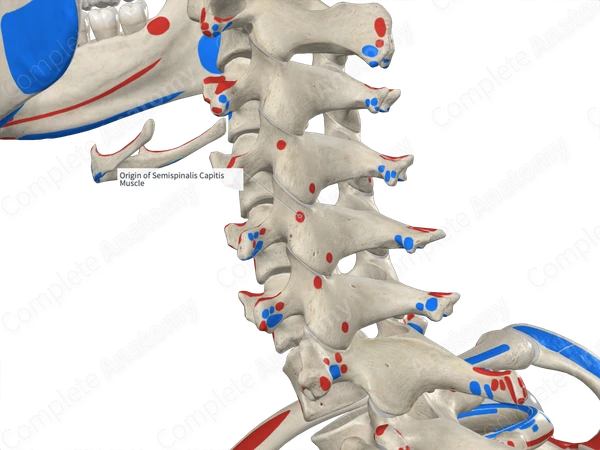 Origin of Semispinalis Capitis Muscle | Complete Anatomy