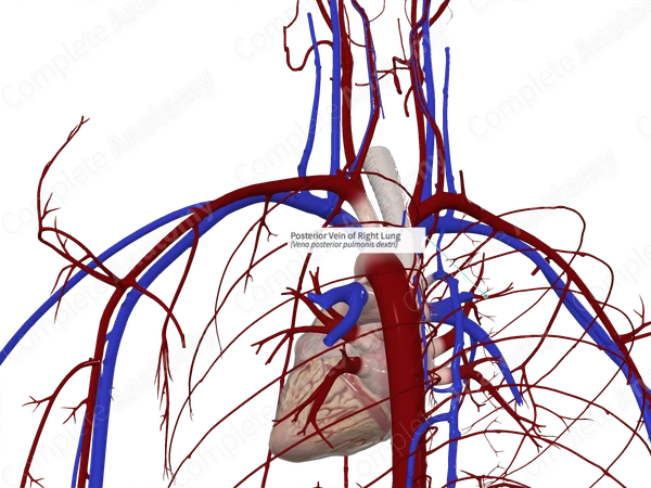 Posterior Vein of Right Lung | Complete Anatomy