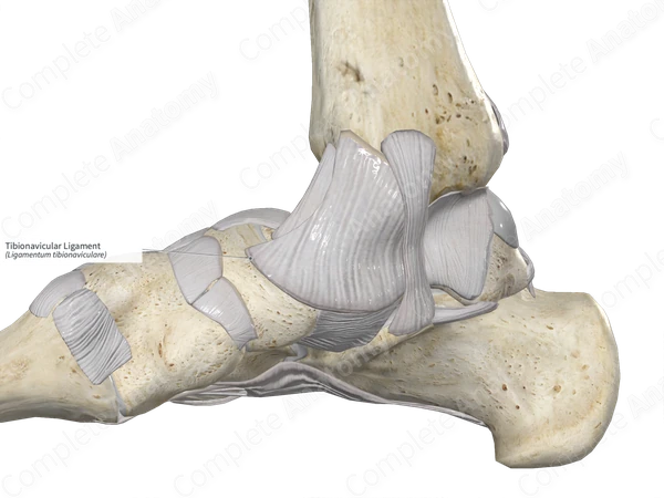 Tibionavicular Ligament | Complete Anatomy