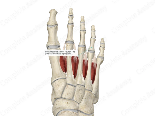 Proximal Phalanx of Fourth Toe | Complete Anatomy