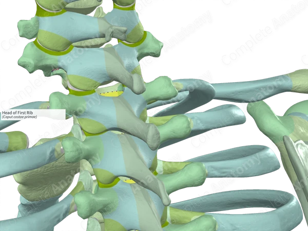 Head of First Rib | Complete Anatomy