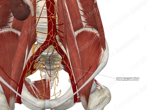Inferior Hypogastric Plexus | Complete Anatomy