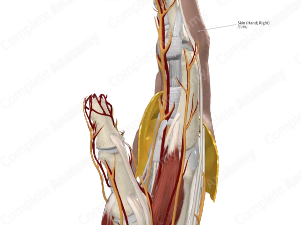 Skin (Hand; Right) | Complete Anatomy