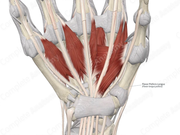 Flexor Pollicis Longus Learn Muscles
