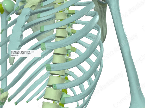 Costal End of Seventh Rib | Complete Anatomy