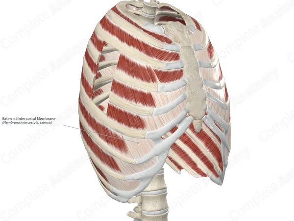 External Intercostal Membrane | Complete Anatomy