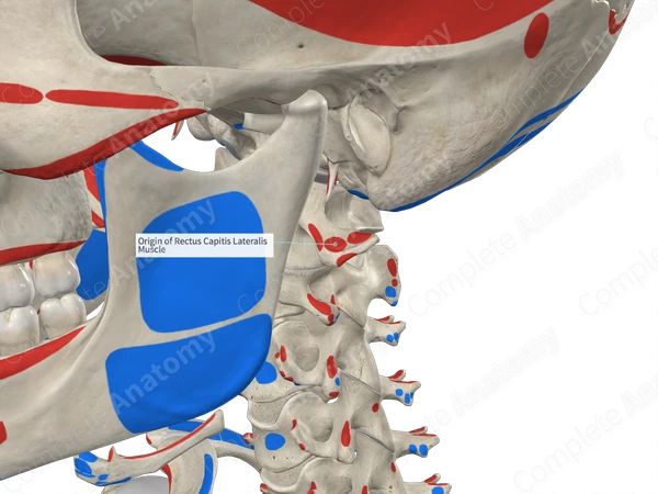 Origin of Rectus Capitis Lateralis Muscle | Complete Anatomy