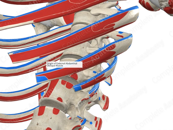 Origin of External Abdominal Oblique Muscle | Complete Anatomy