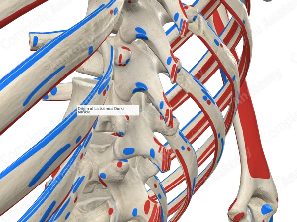 Origin of Latissimus Dorsi Muscle | Complete Anatomy