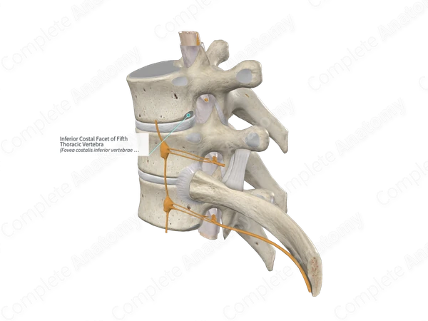 Inferior Costal Facet of Fifth Thoracic Vertebra | Complete Anatomy