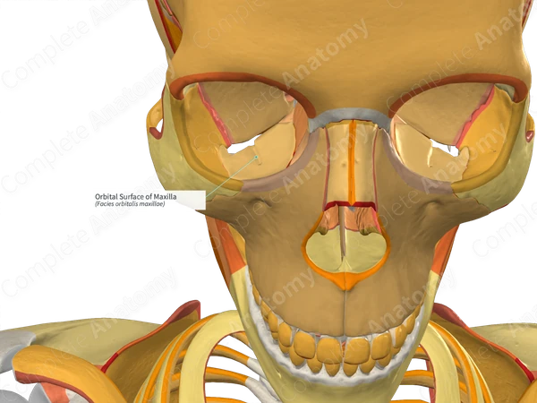 Orbital Surface of Maxilla | Complete Anatomy