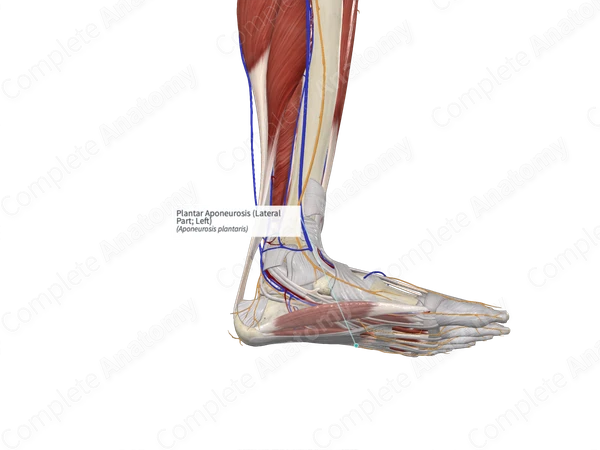 Plantar Aponeurosis (Lateral Part; Left) | Complete Anatomy