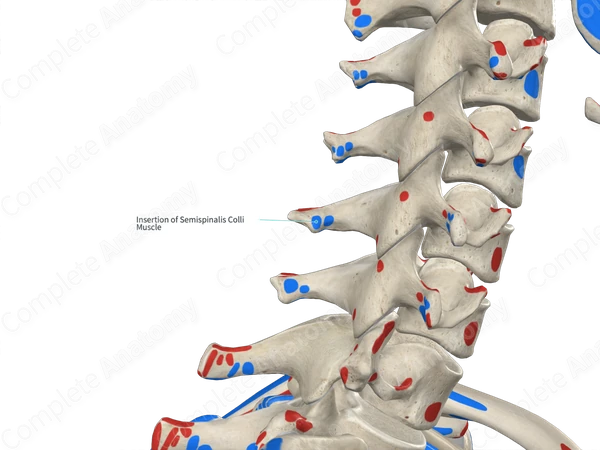 Insertion of Semispinalis Colli Muscle | Complete Anatomy