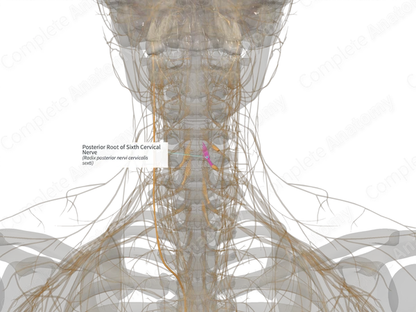 Posterior Root of Sixth Cervical Nerve (Right) | Complete Anatomy