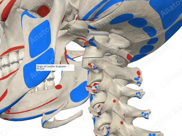 Origin of Levator Scapulae Muscle | Complete Anatomy