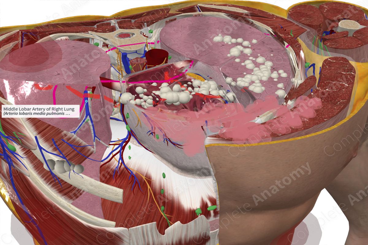 Middle Lobar Artery Of Right Lung Complete Anatomy