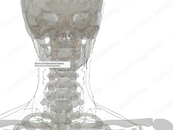 Sternocleidomastoid Nodes (Left) | Complete Anatomy