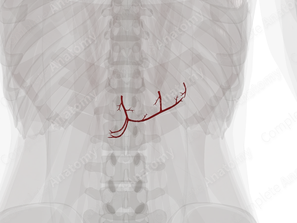 Pancreatic Branches of Splenic Artery | Complete Anatomy