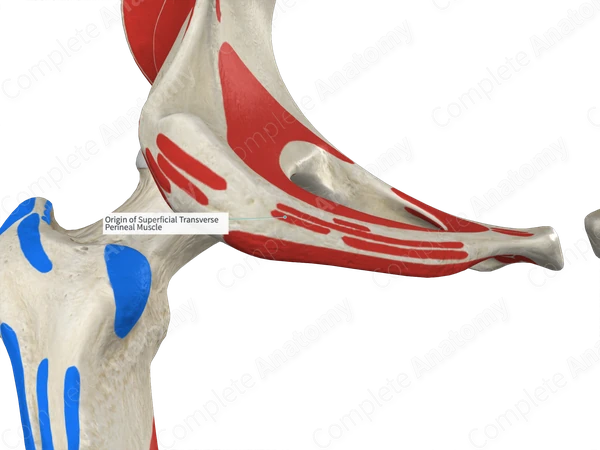Origin of Superficial Transverse Perineal Muscle | Complete Anatomy