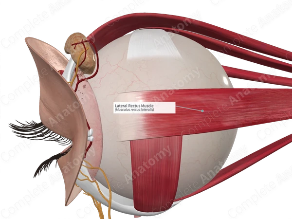 Lateral Rectus Muscle | Complete Anatomy