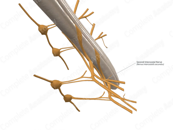 Second Intercostal Nerve | Complete Anatomy