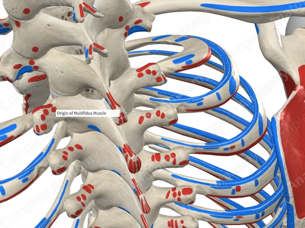 Origin of Multifidus Muscle | Complete Anatomy